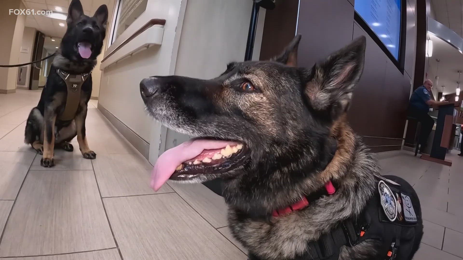 Hartford HealthCare adds new paws to hospital's safety team | fox61.com