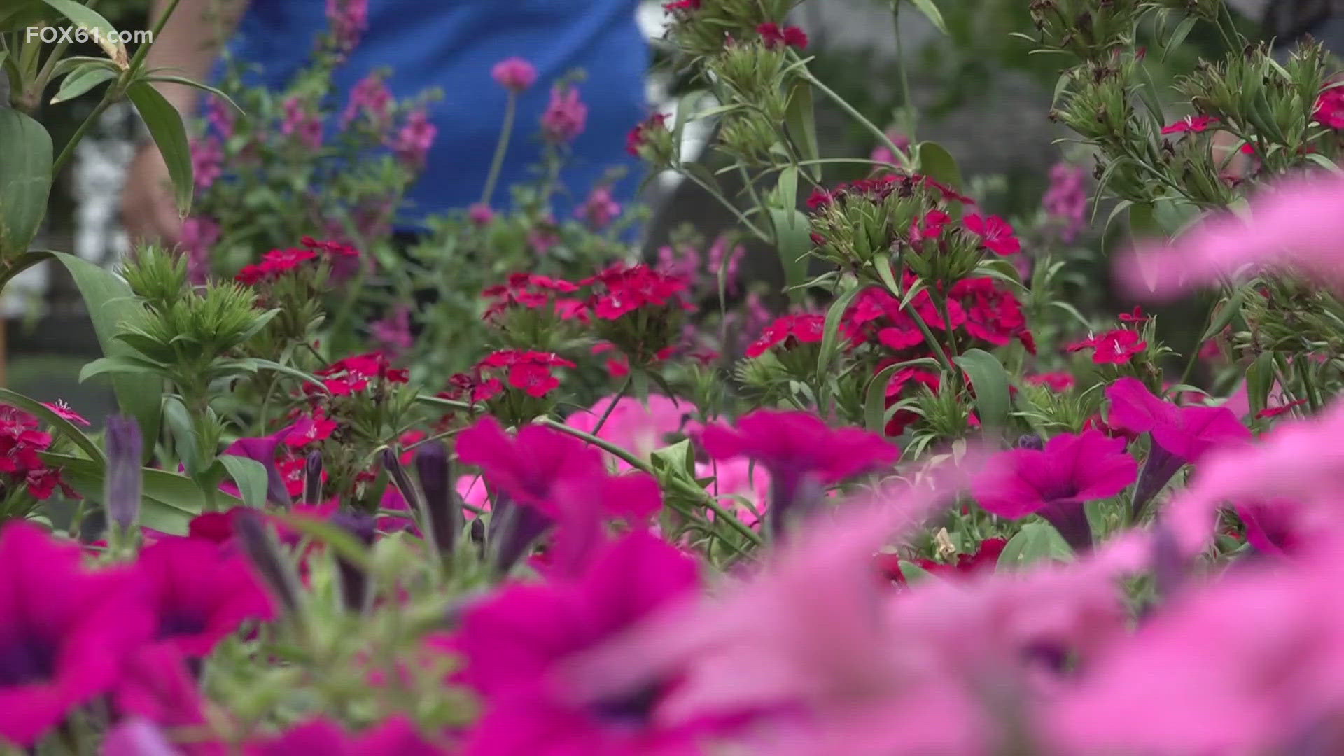 New pollinator gardens open at East Hartford, CT park | fox61.com