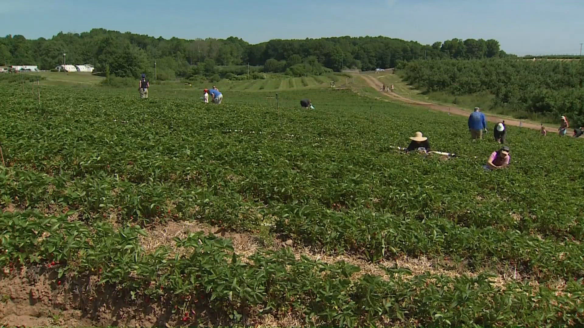 Lyman Orchards strawberry season starts summertime tradition once again ...