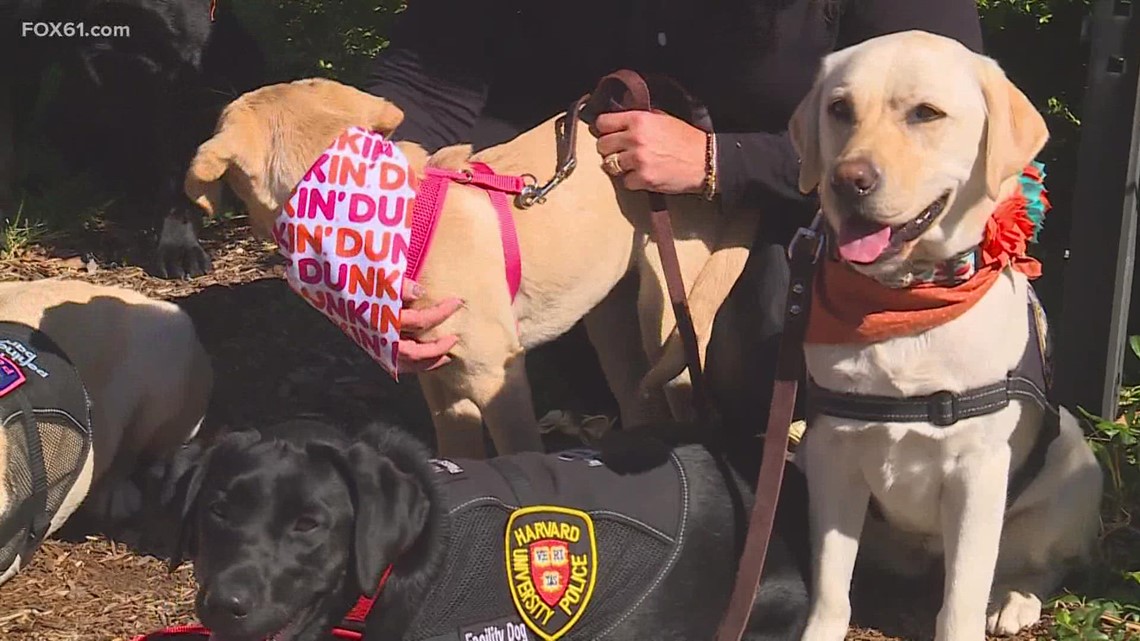 Dogs celebrated at Yale University to raise mental health awareness ...