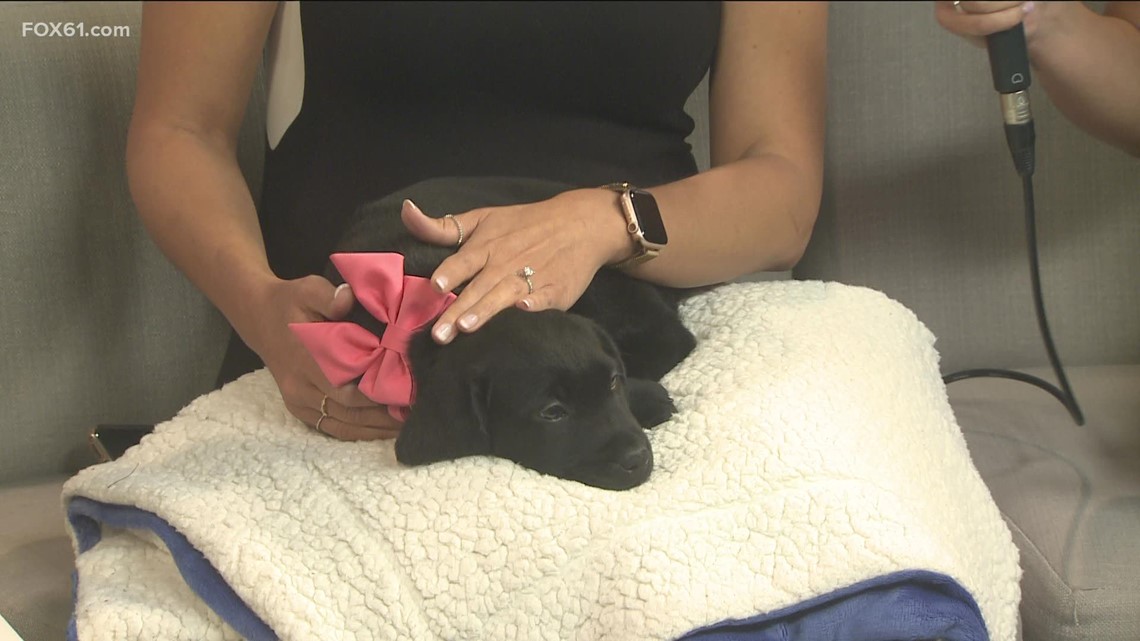 FOX61's NEADS service puppy named Mystic | fox61.com