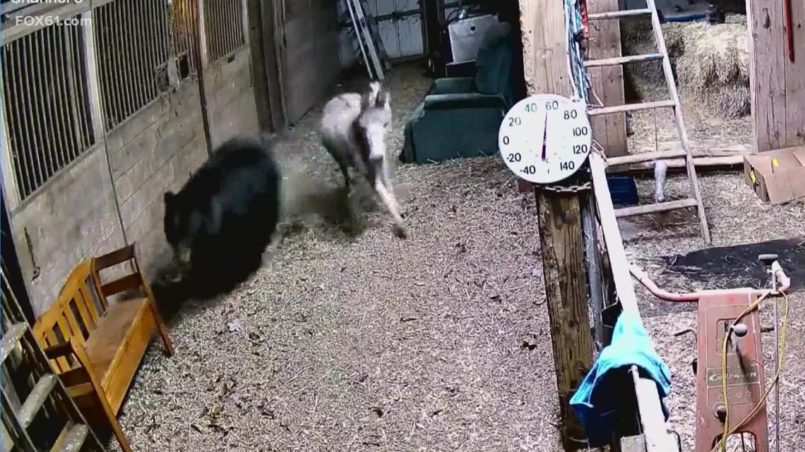 Deadly bear attack on donkey has experts warning on increasing danger ...