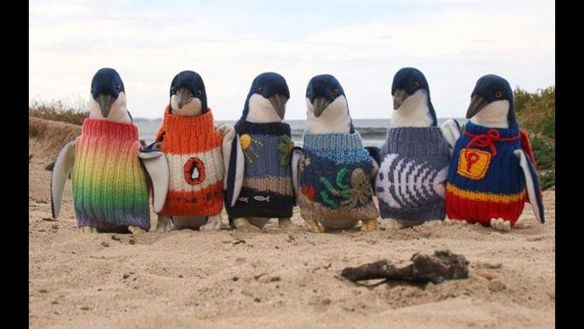Australia’s oldest man knits the most adorable sweaters for penguins ...