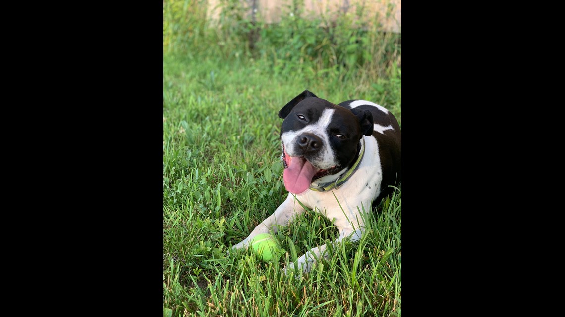 Judge: Dog that killed woman can't return home during appeal | fox61.com