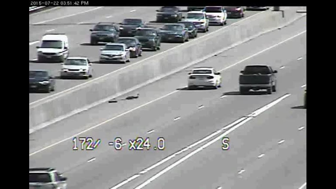 Cars swerve as mother duck leads babies across busy freeway | fox61.com