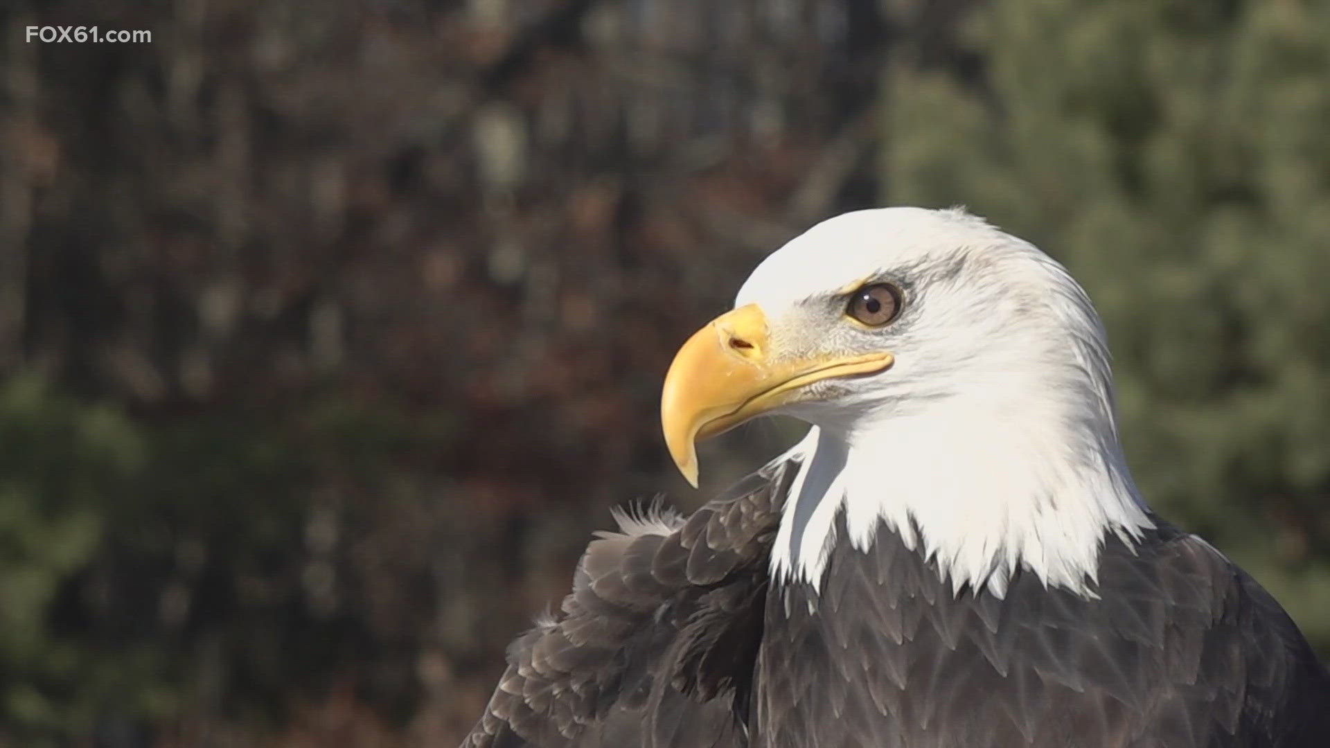First Noël. Olympic slalom champion Clément leads first run of World ...