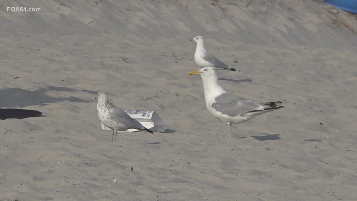 Well-known seagull in Waterford Conn. targets unattended snacks | fox61.com