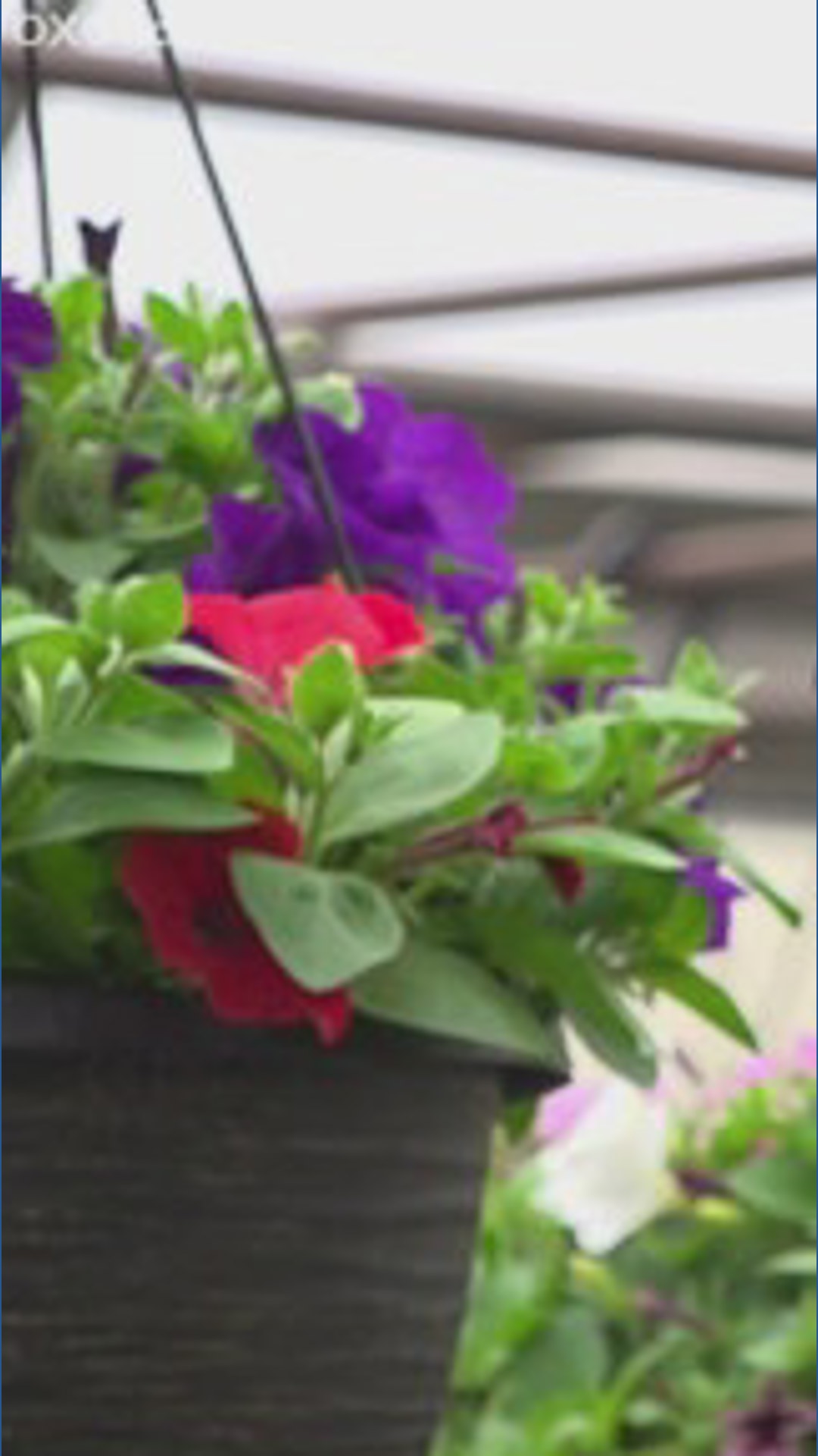 How to protect your plants as temperatures drop in Connecticut | fox61.com