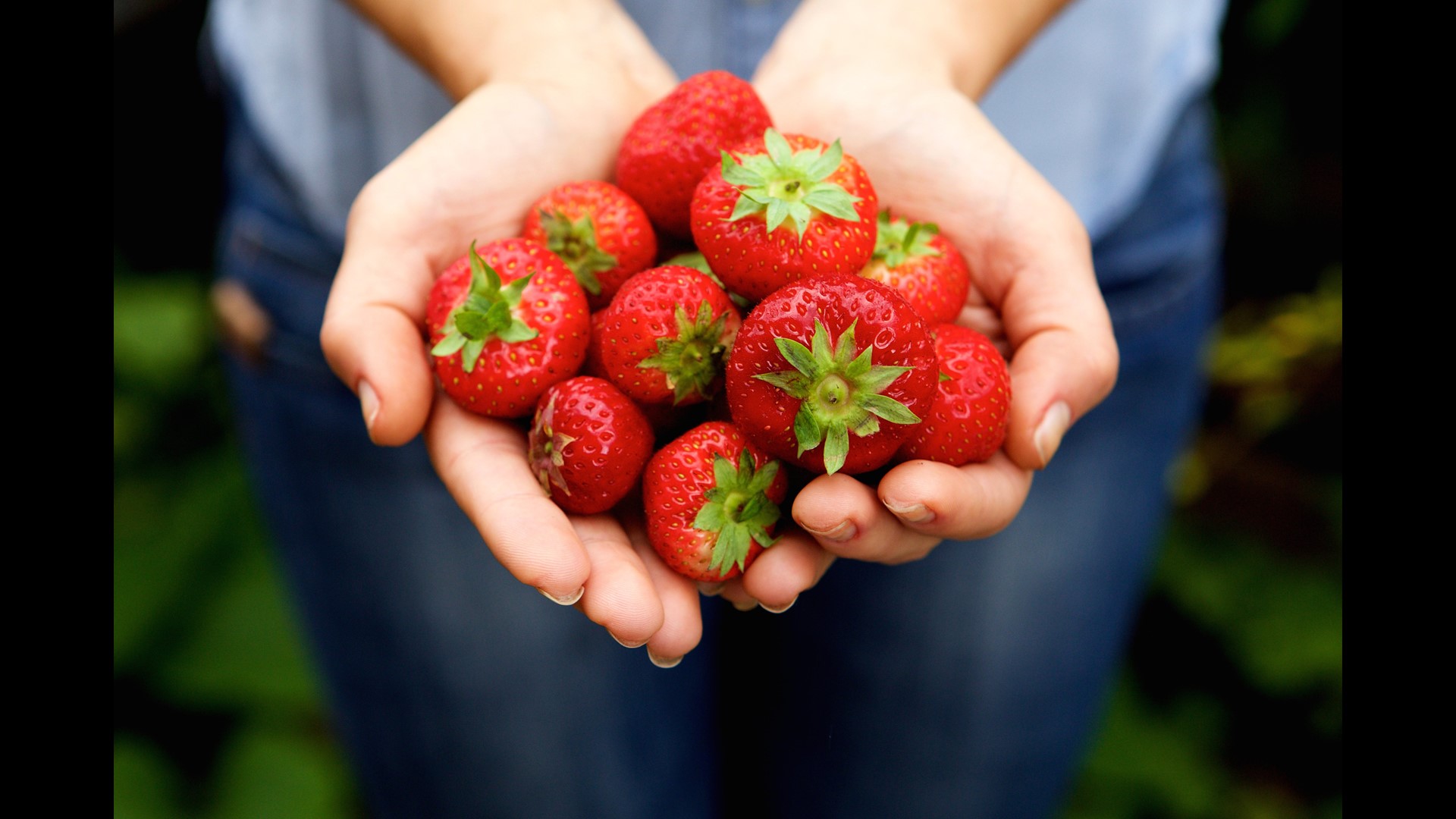Strawberries make their sweet return to Connecticut farm stands as ...