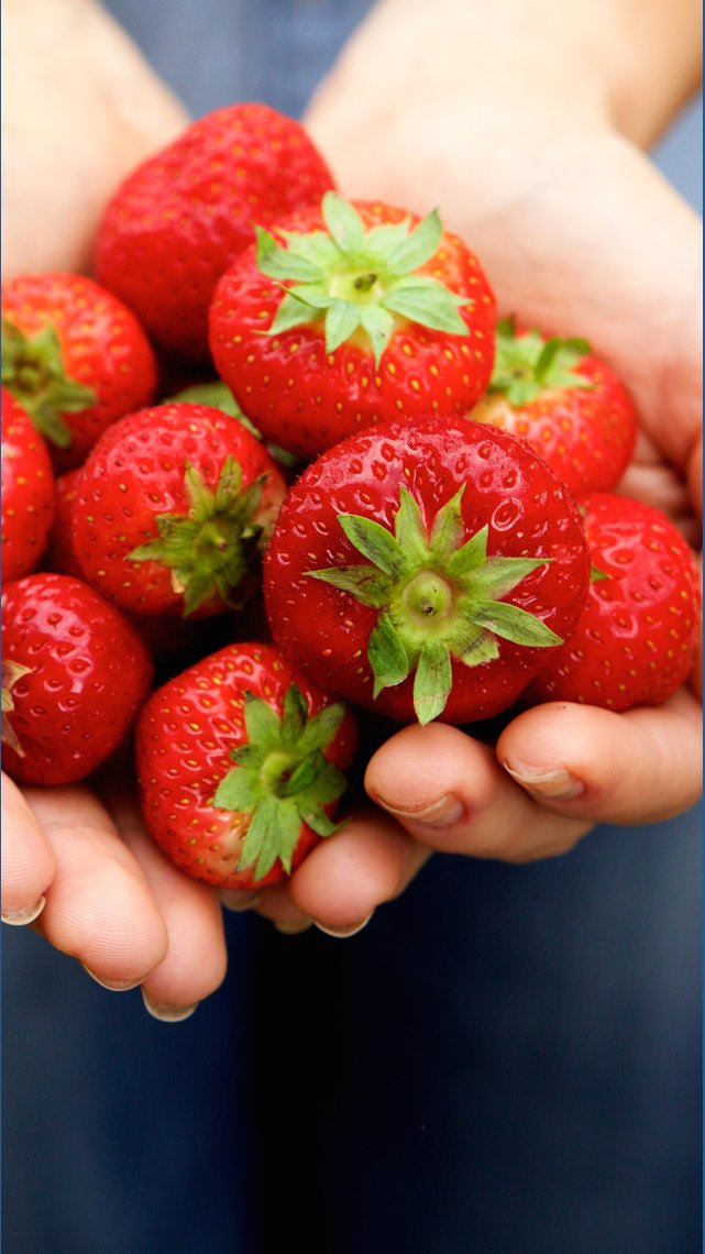 Strawberries make their sweet return to Connecticut farm stands as ...