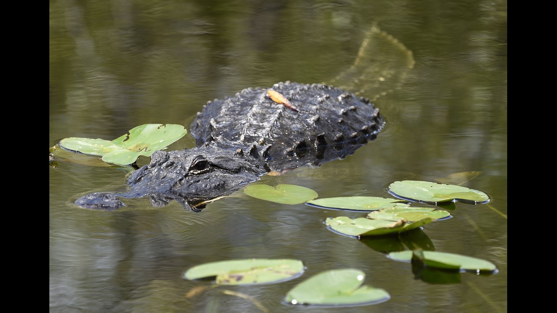 Police remove 6-foot alligator from West Springfield backyard | fox61.com