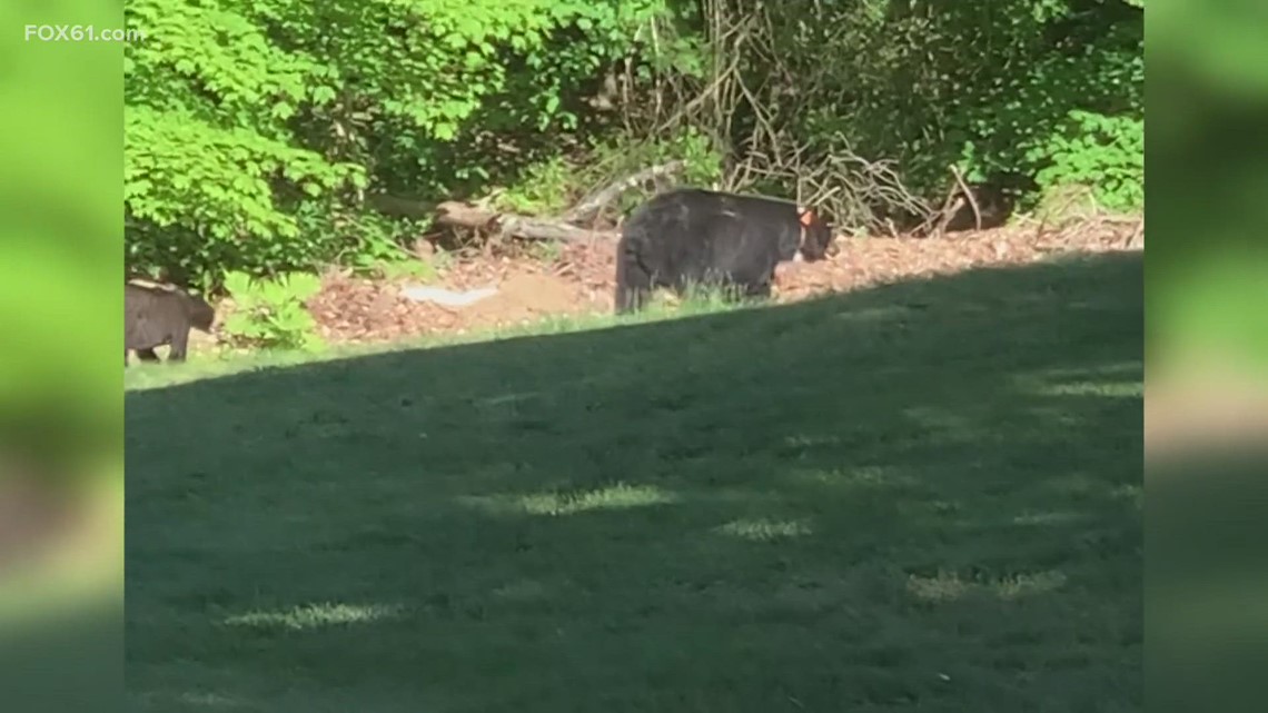 Bear euthanized after breaking into Connecticut home: DEEP | fox61.com