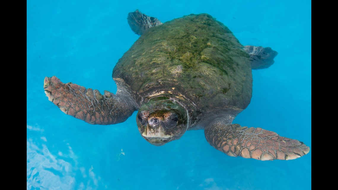 Microplastics found in gut of every sea turtle in new study | fox61.com