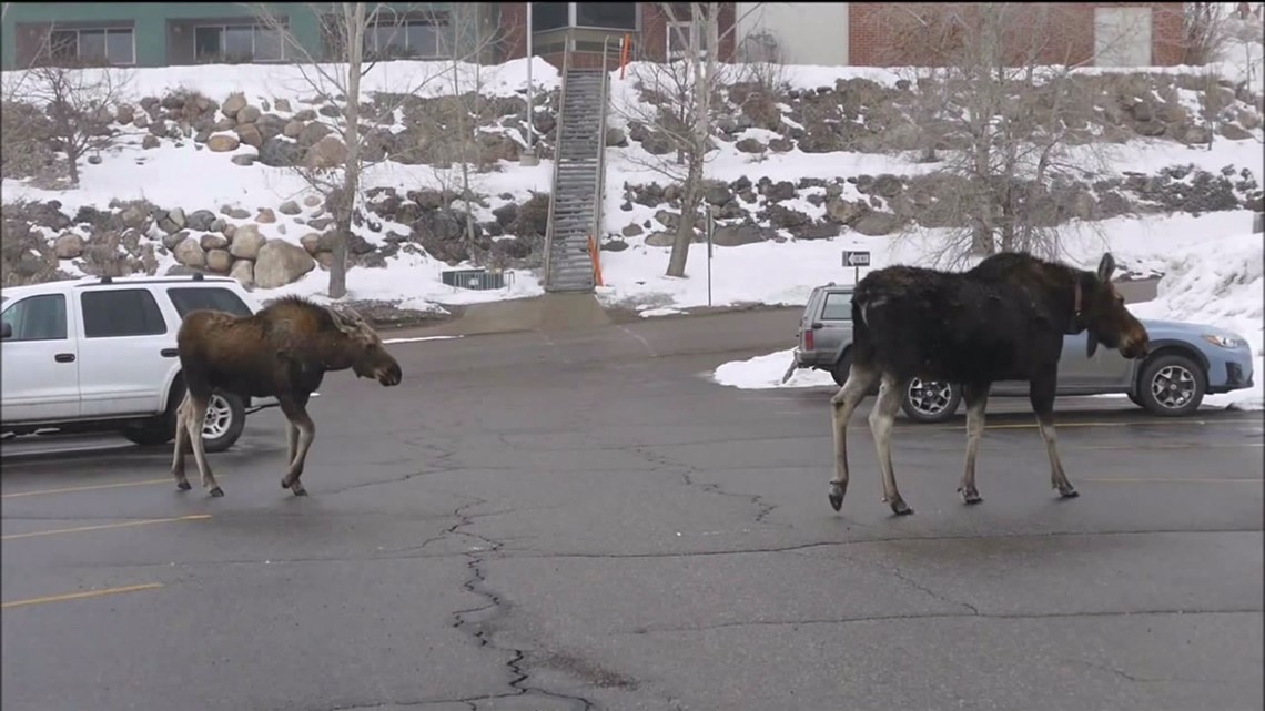 Moose attacks increase in Colorado | fox61.com