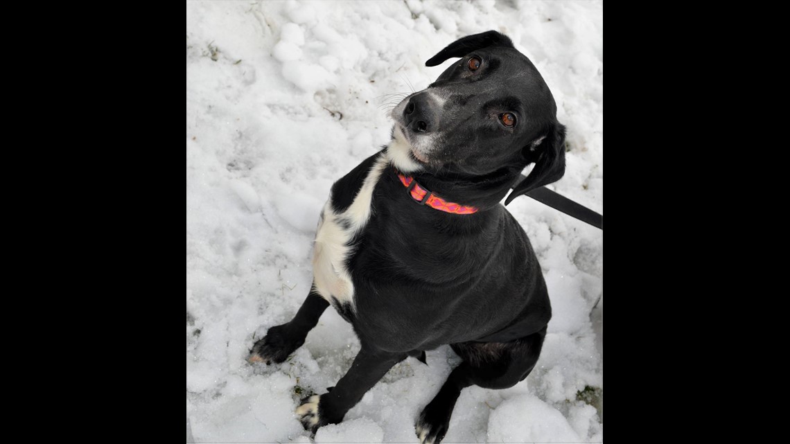 Middlebury animal rescue extending their reduced adoption fee in hopes ...