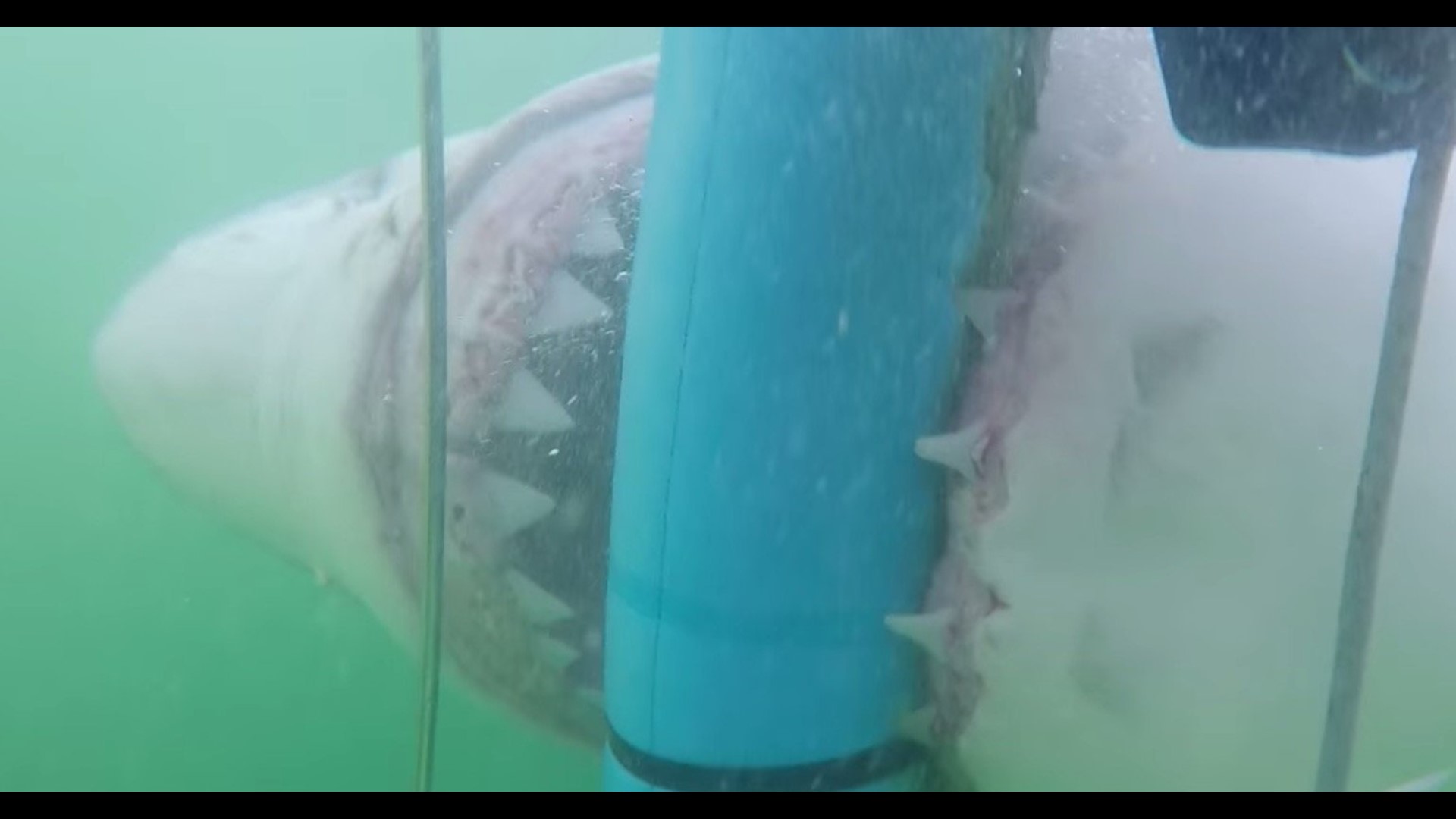 Terrifying video shows great white shark biting shark cage, divers ...