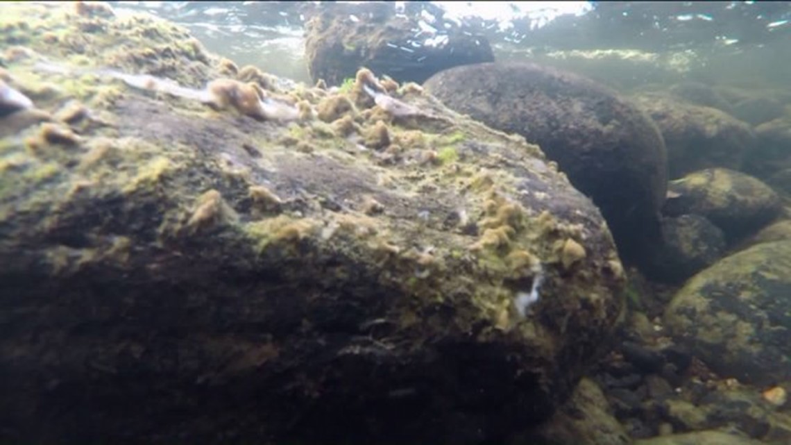 Newly discovered species of ‘rock snot’ unique to Farmington River ...