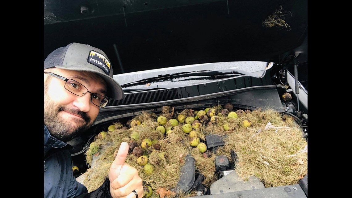 ‘Absolutely nuts’: Squirrels stash over 200 walnuts under hood of ...