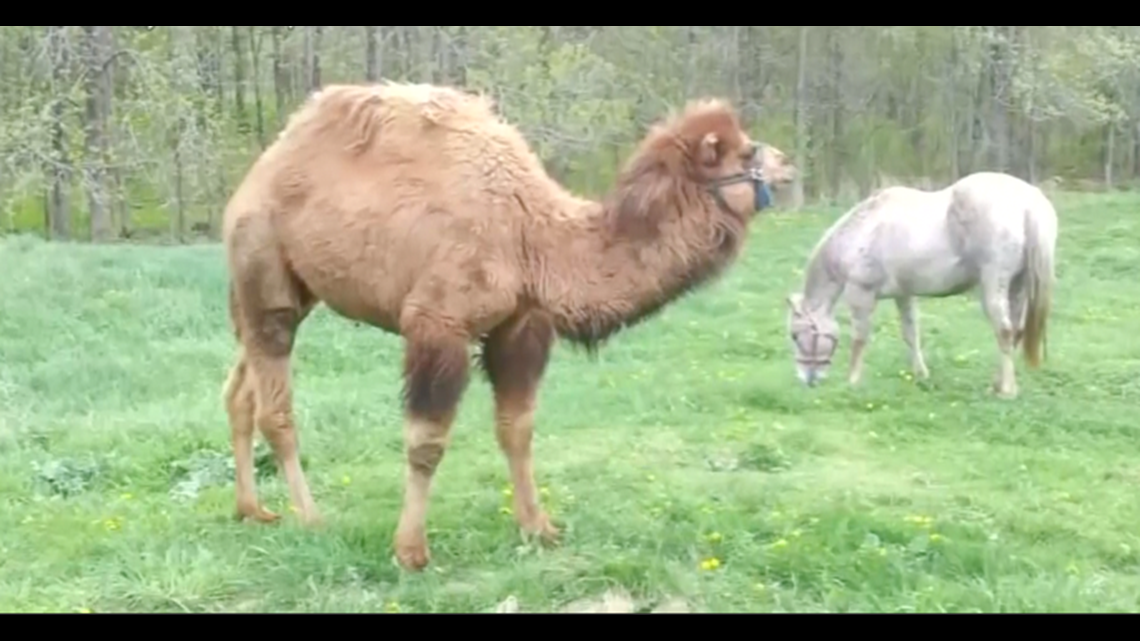 ‘Seeing eye camel’ acts as guide for blind horse at zoo | fox61.com