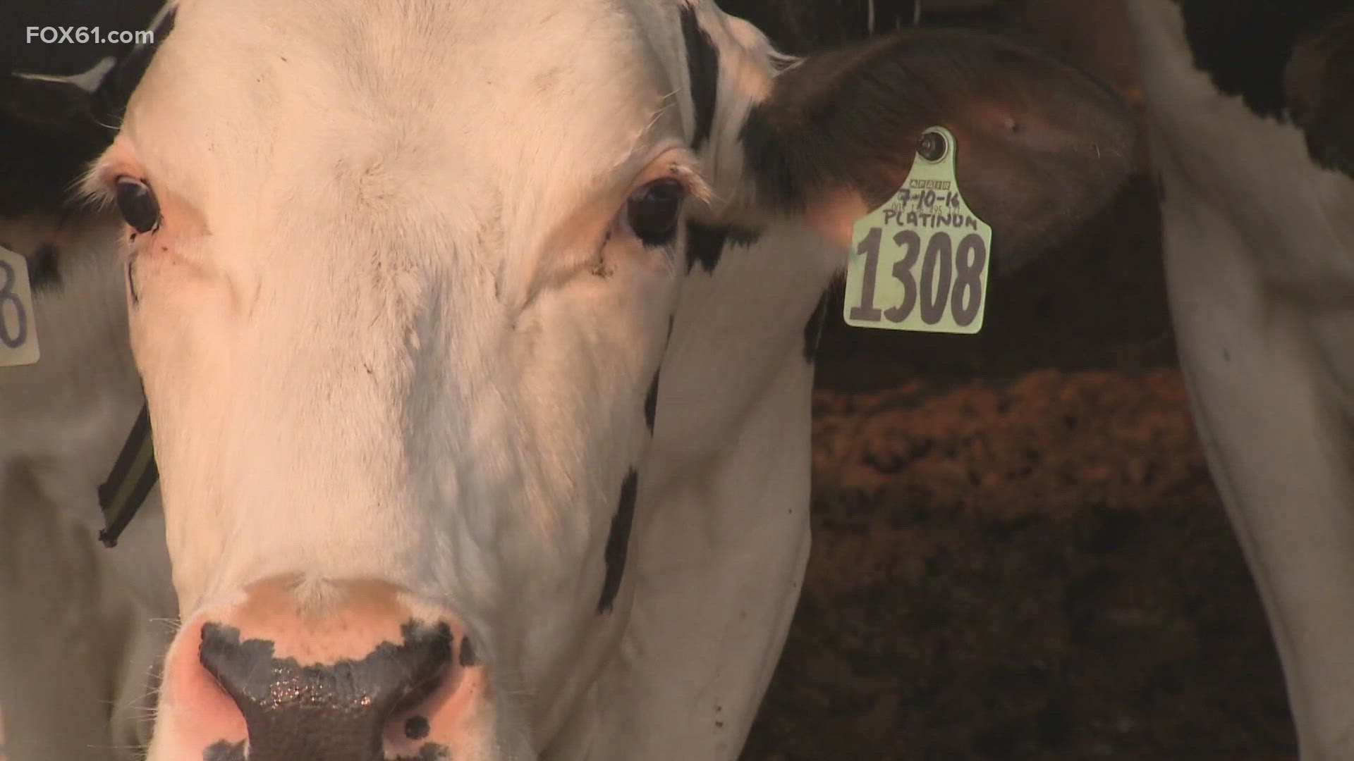 PETA continues accusations of cow mistreatment at CT dairy farm | fox61.com