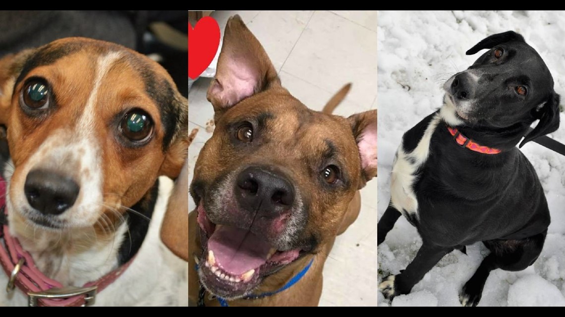 Middlebury animal shelter extends reduced ‘big dog’ adoption fee in ...