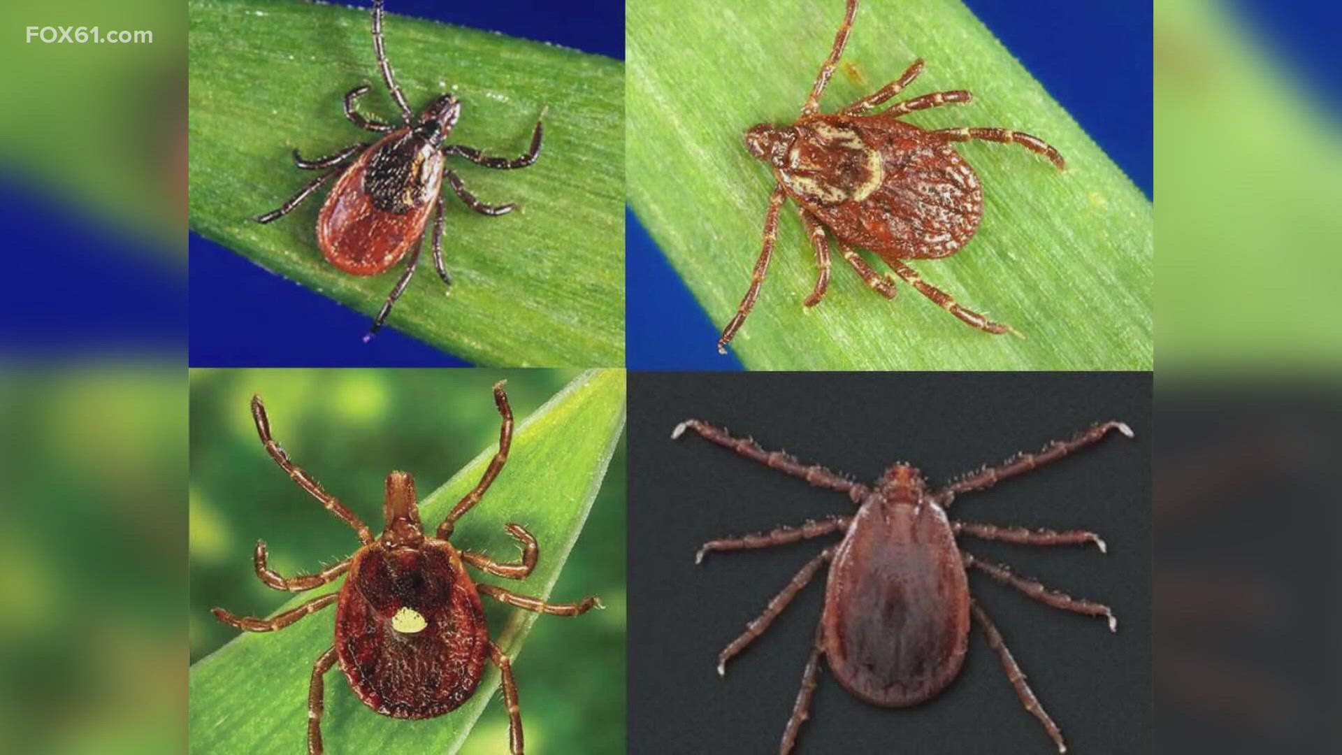 Different Types Of Ticks In Ohio