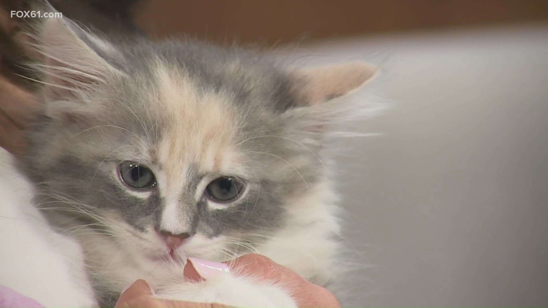 Boop the kitten | Pet on the Set | fox61.com