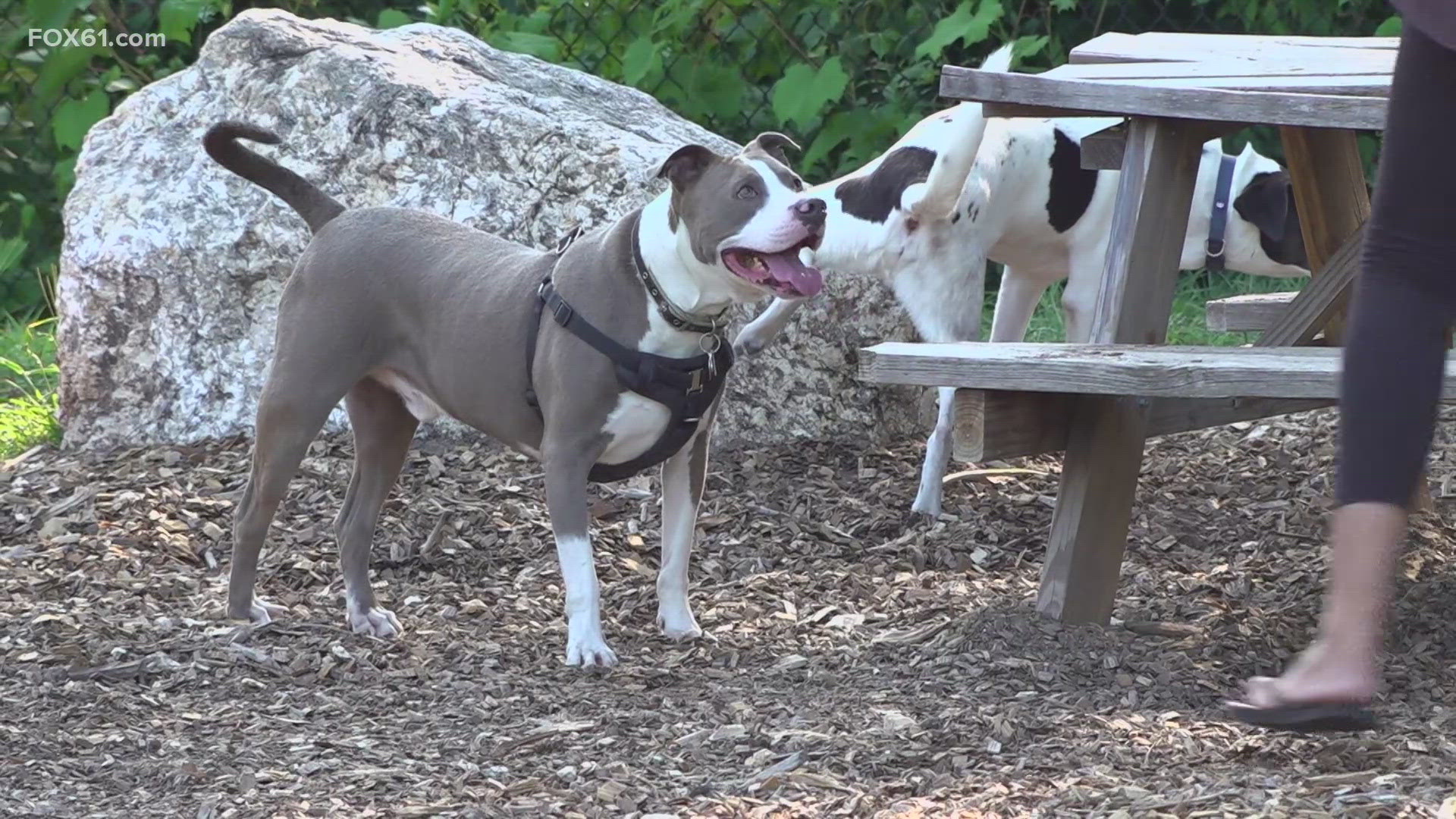 Connecticut town drafts ordinance to crack down on careless dog owners ...