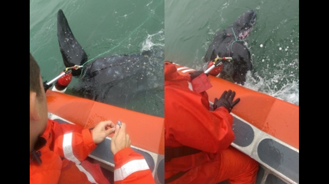 Watch: Coast Guard rescues turtle from lobster trap in Long Island ...