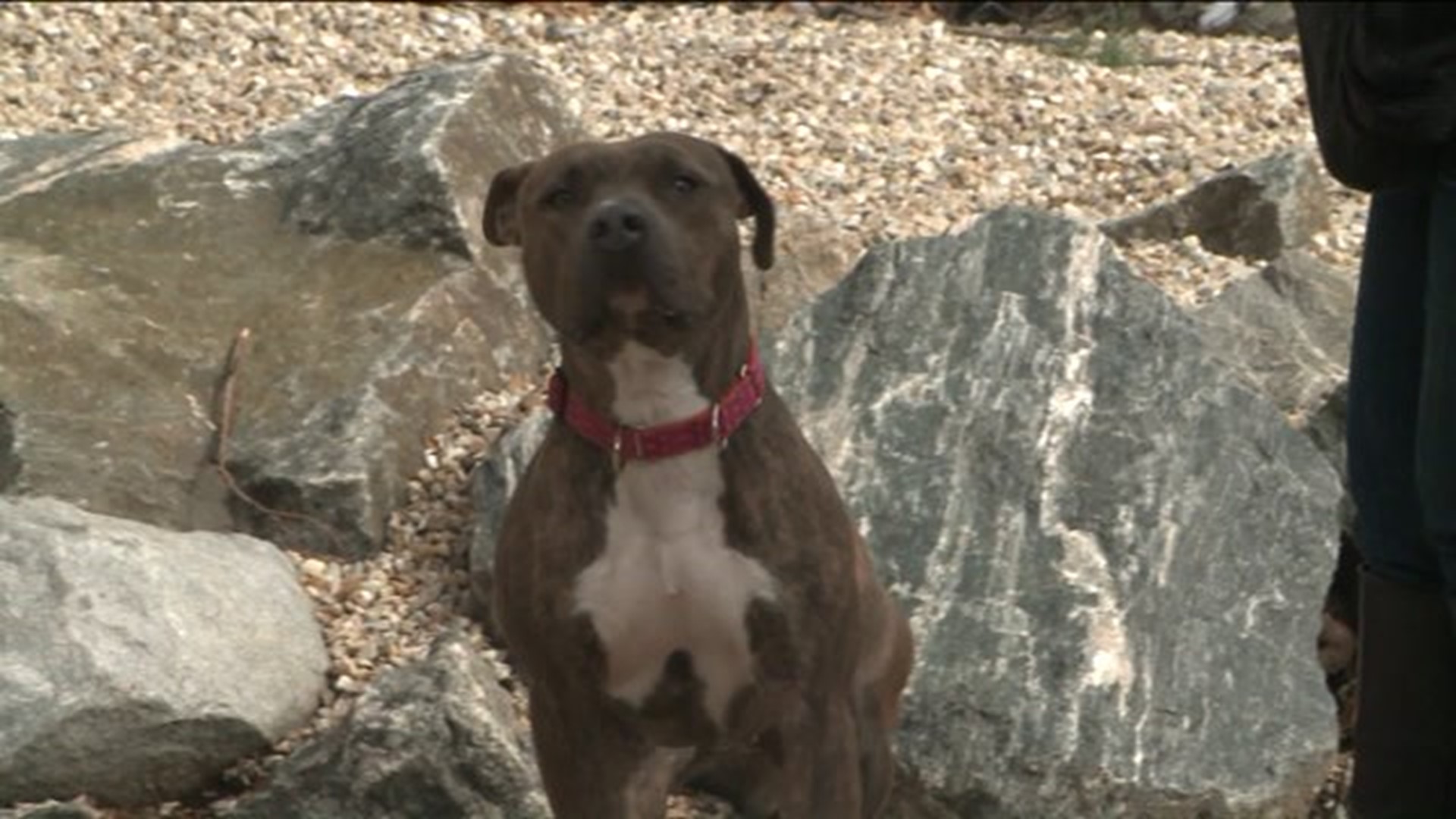 Middlebury animal rescue extending their reduced adoption fee in hopes ...