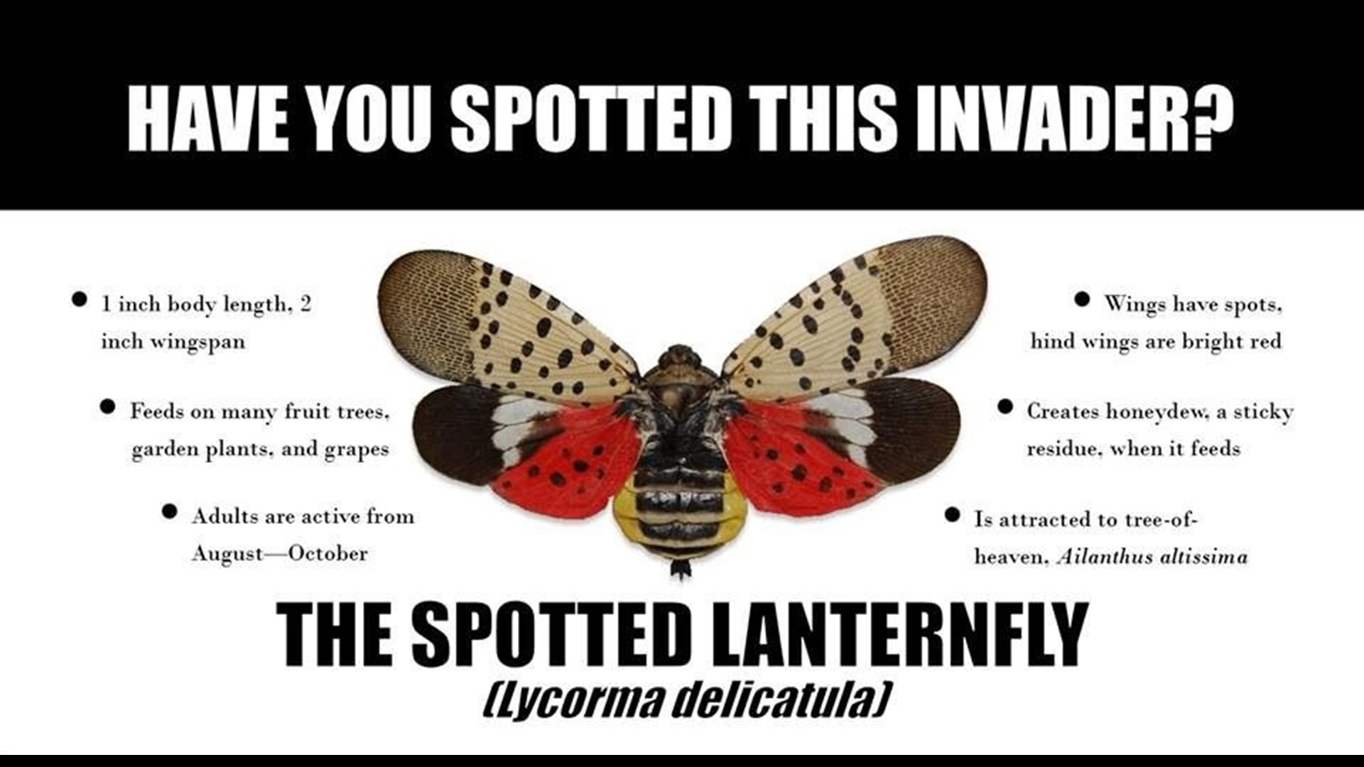 Spotted Lanternfly spotted in Connecticut; invasive species threatens ...