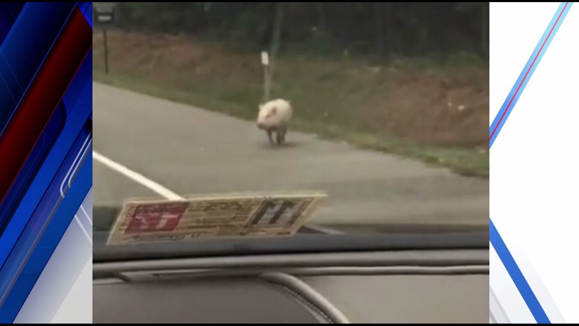 Virginia police catch pot-bellied pig that’s been on the loose for ...