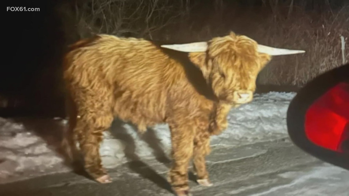 Scottish Highland bull named Waldo on the loose in Kent | fox61.com