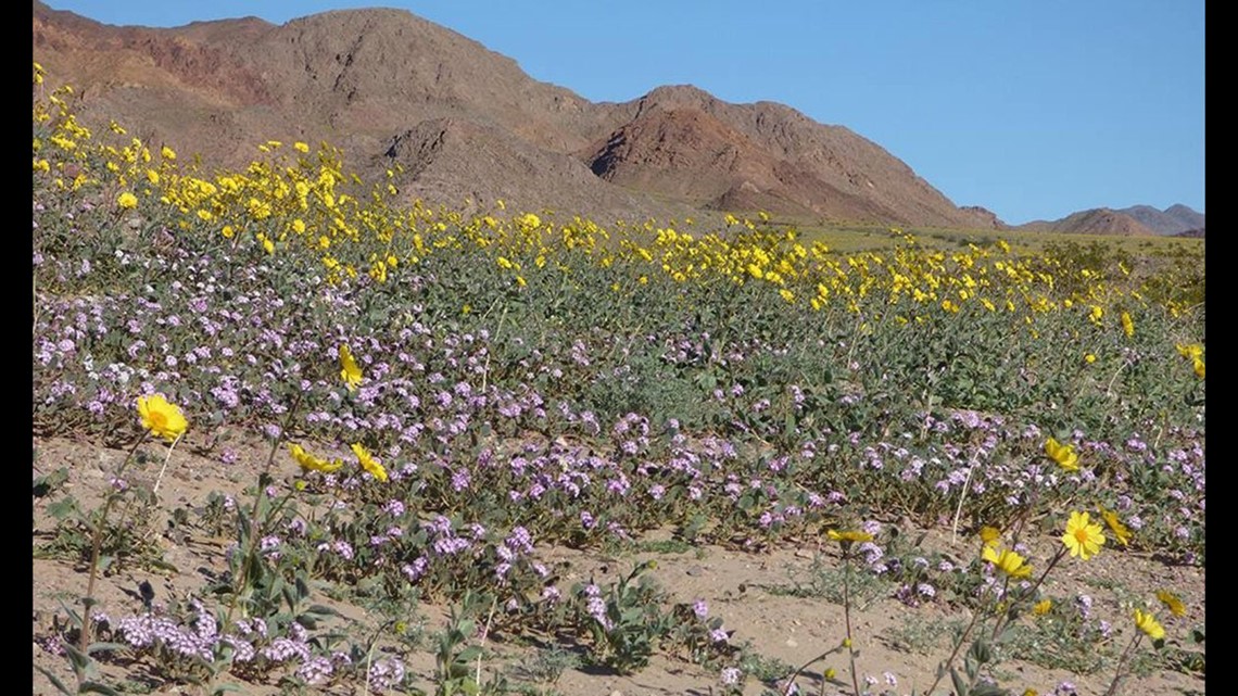 Death Valley comes alive with ‘superbloom’ of wildflowers | fox61.com