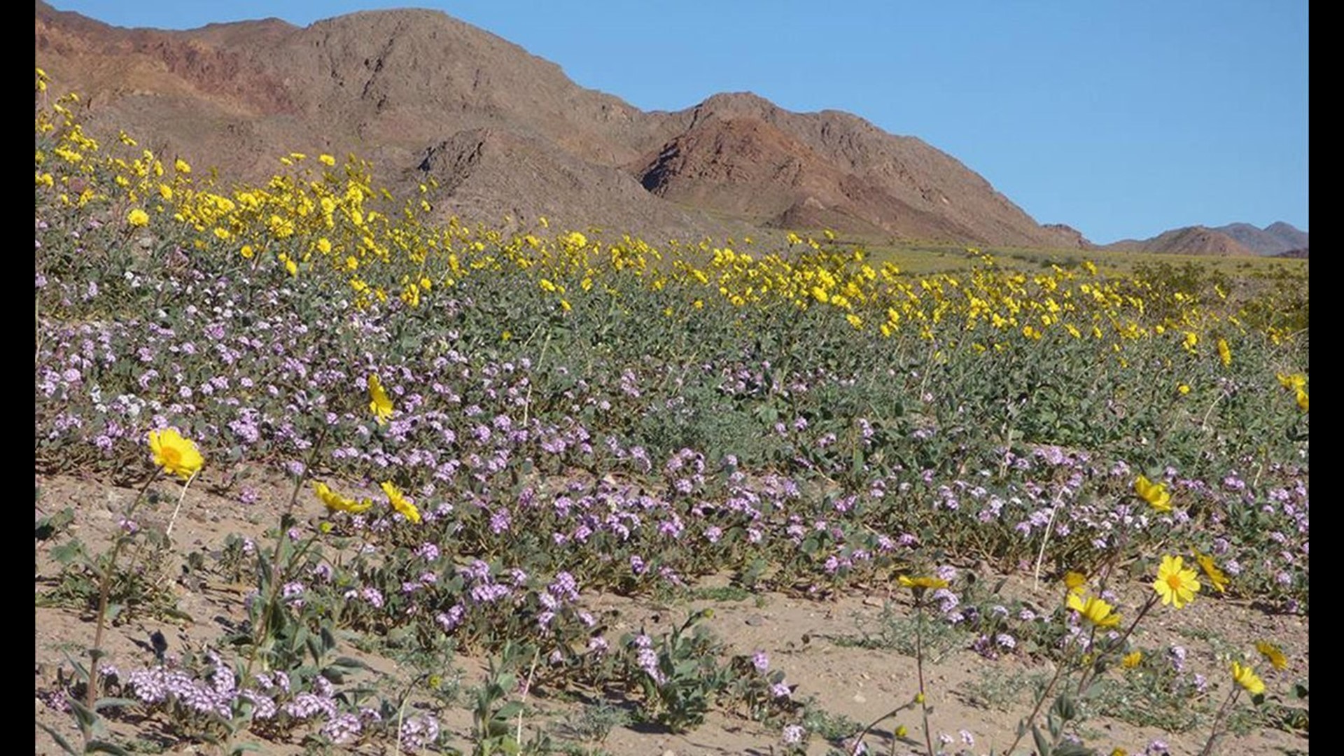 Death Valley comes alive with ‘superbloom’ of wildflowers | fox61.com