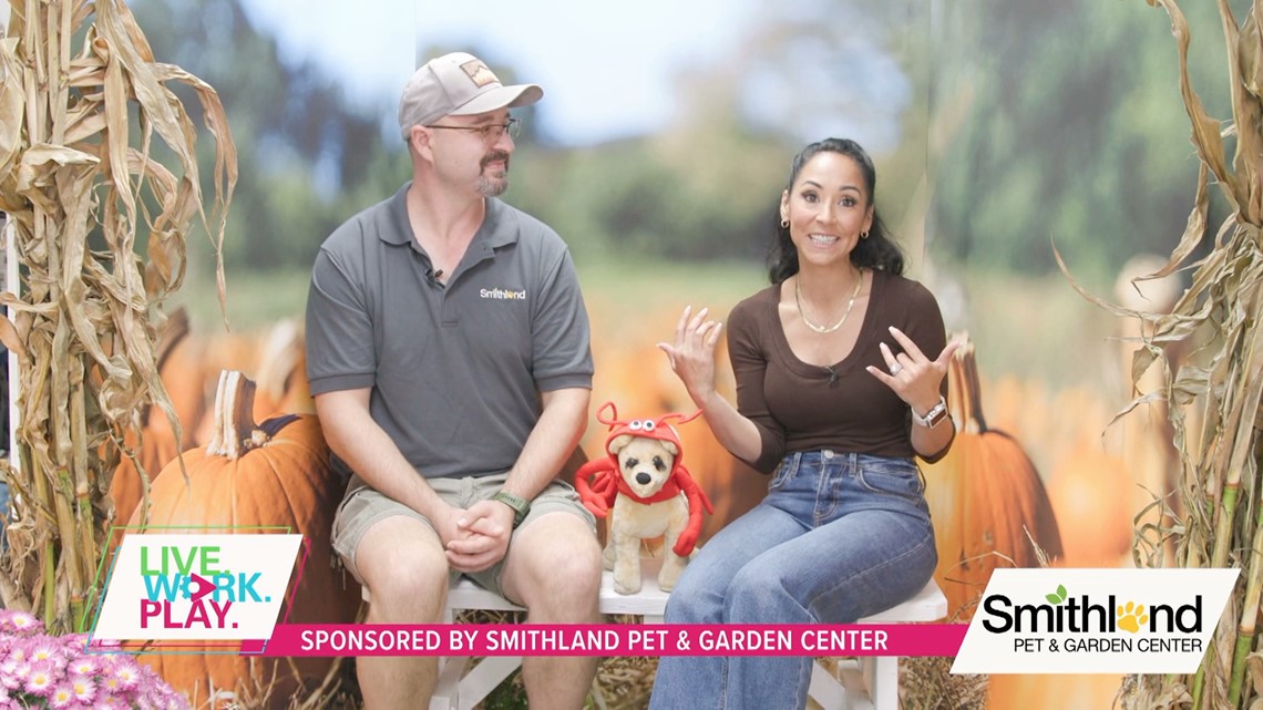 Halloween pet photos, pumpkins, and more as fall arrives on Live. Work ...
