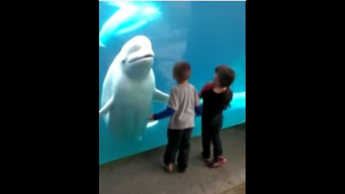 Mystic Aquarium Beluga Whale Teases Kids | fox61.com