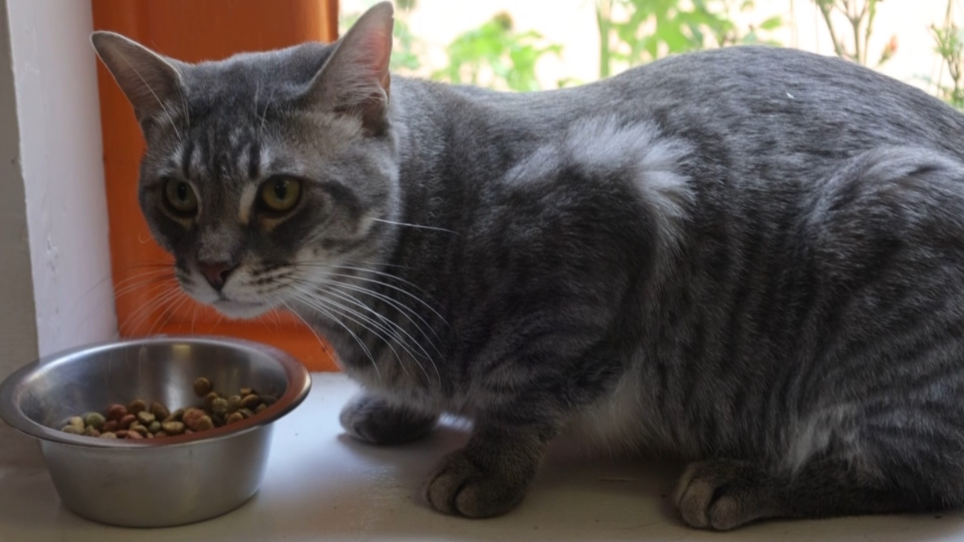 A look at Mew Haven Cat Café, Connecticut's first of its kind | fox61.com