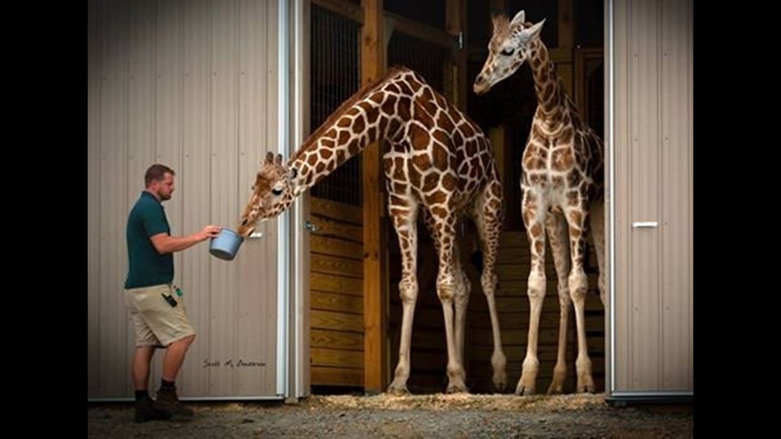 Watch LIVE: April the giraffe staying warm in bitter cold conditions ...