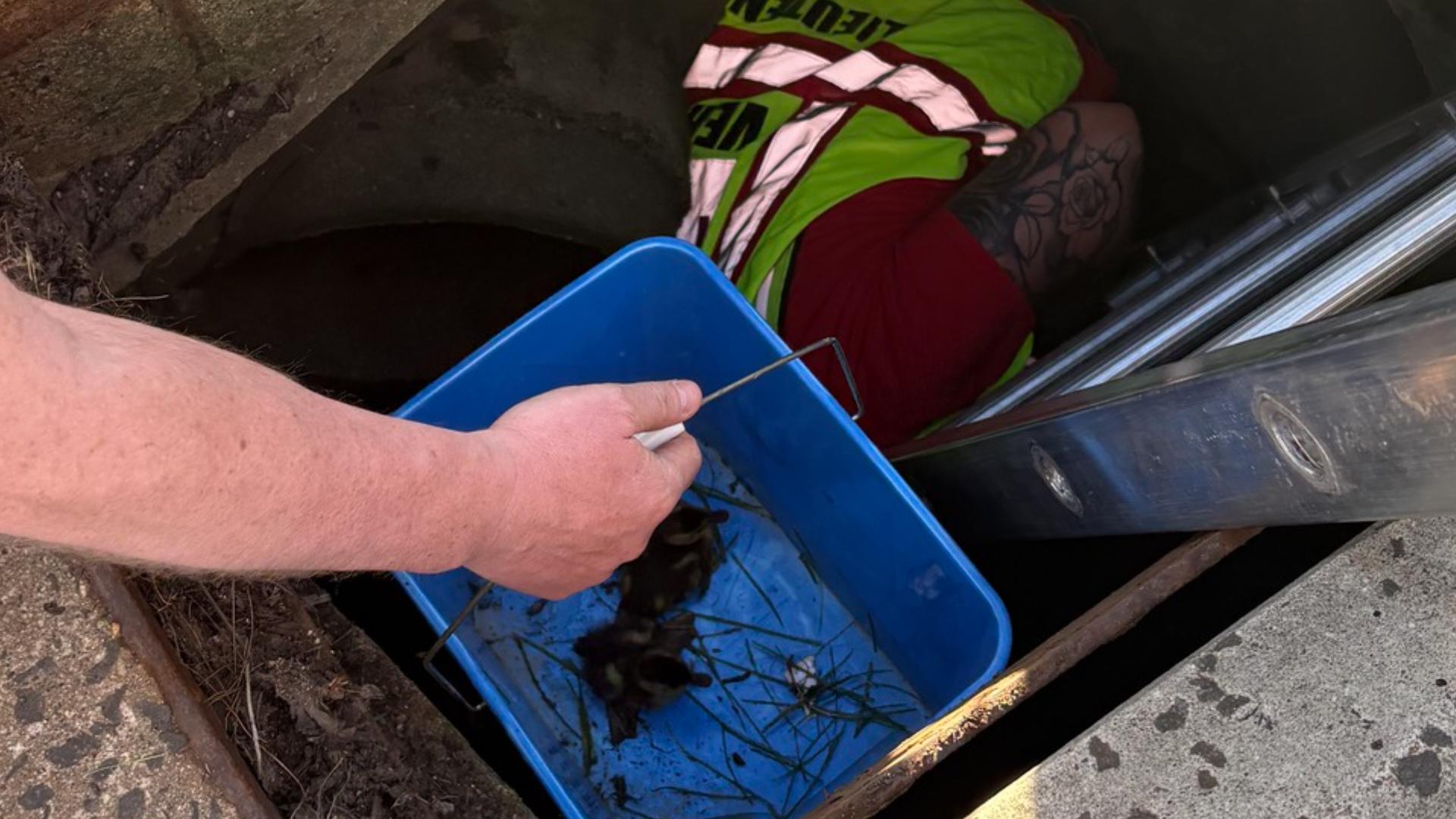Tiny ducklings, big rescue: Vernon firefighters brave storm drain to ...