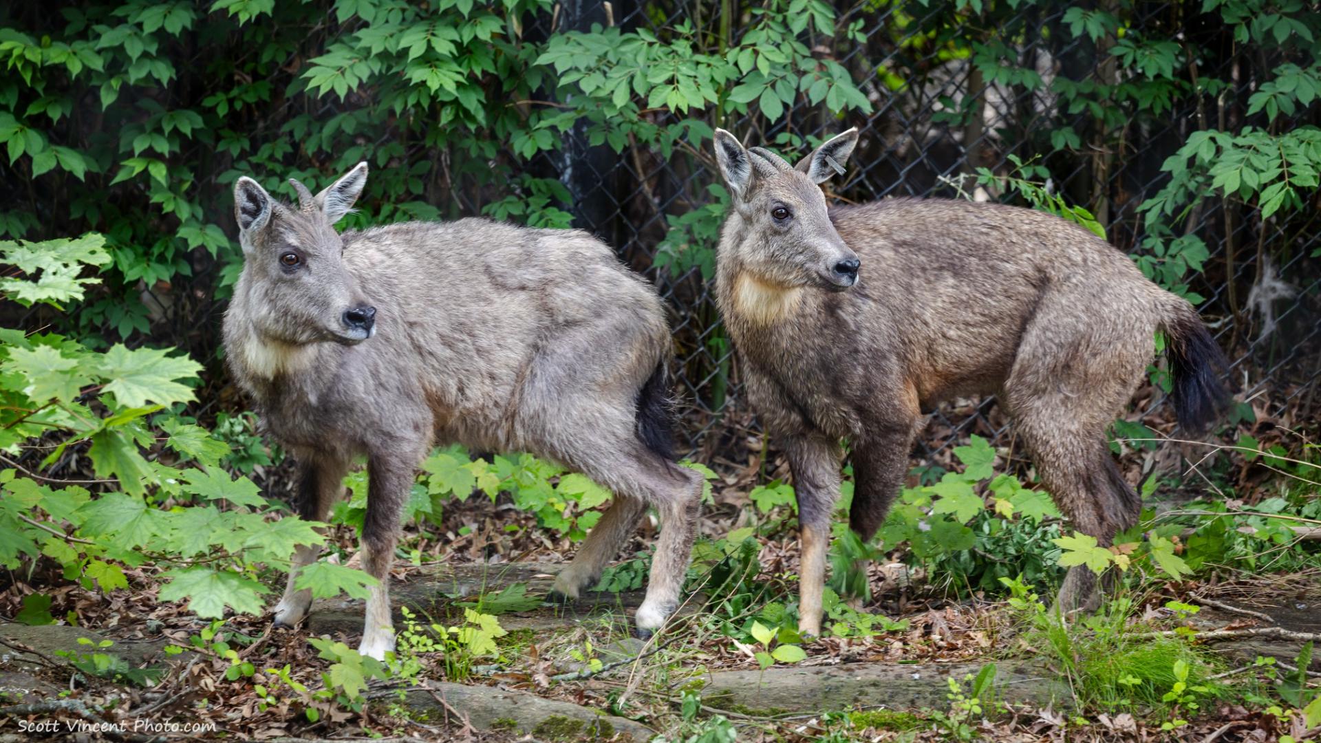 Connecticut’s Beardsley Zoo welcomes 2 Chinese Gorals | fox61.com