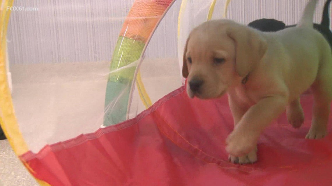 Puppies begin journey into becoming future NEADS service dogs | fox61.com