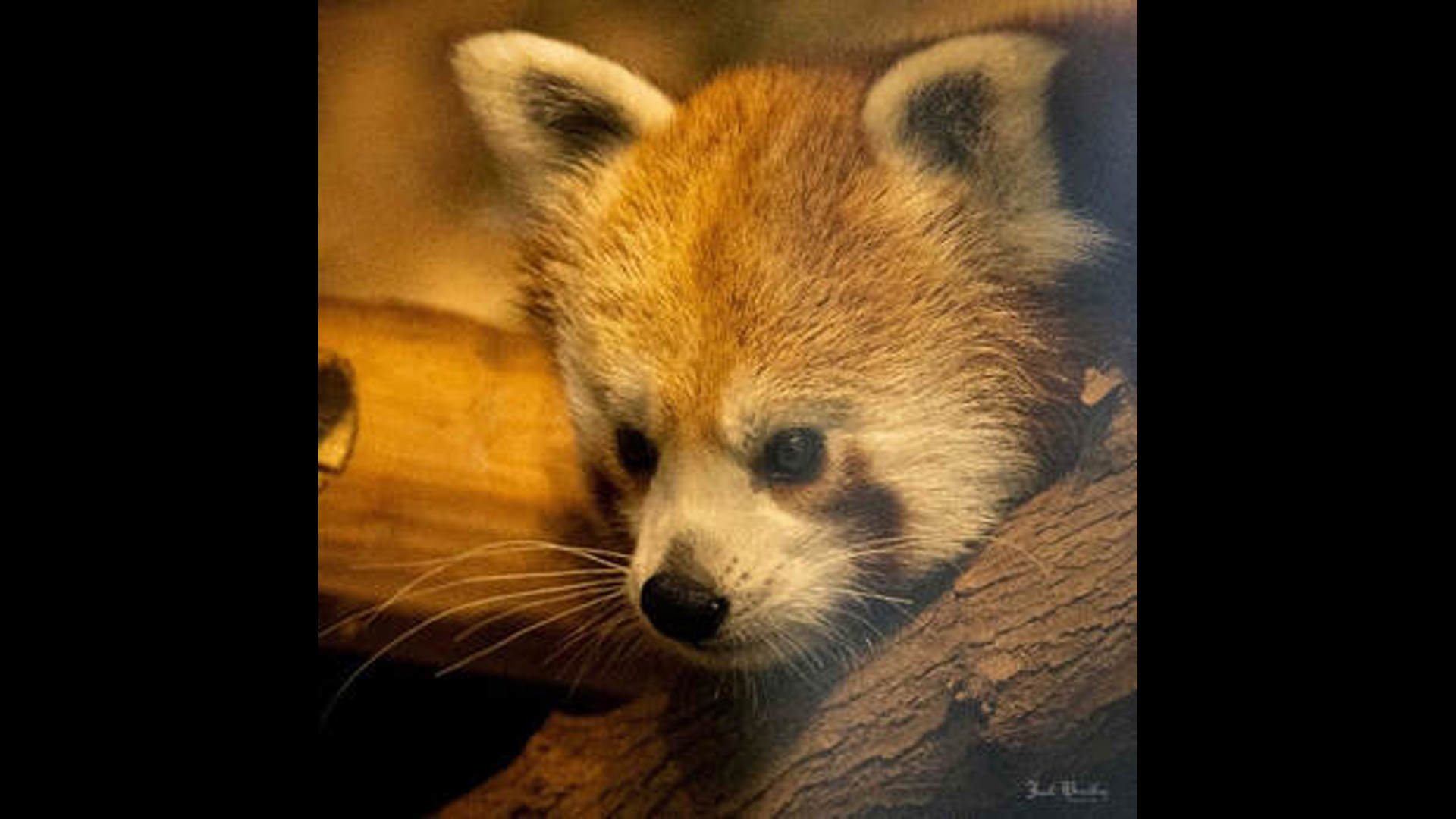 Dorji the Red Panda makes his debut at the Beardsley Zoo | fox61.com