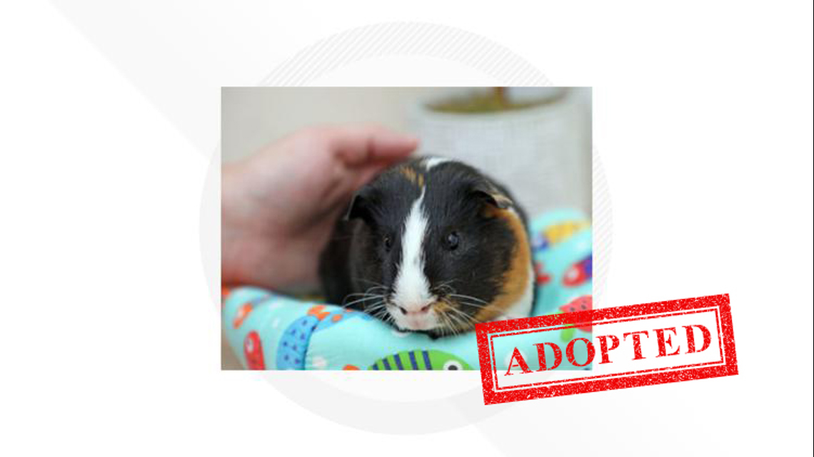 Meet Pistachio, an 8-month-old male tri-color guinea pig, up for ...