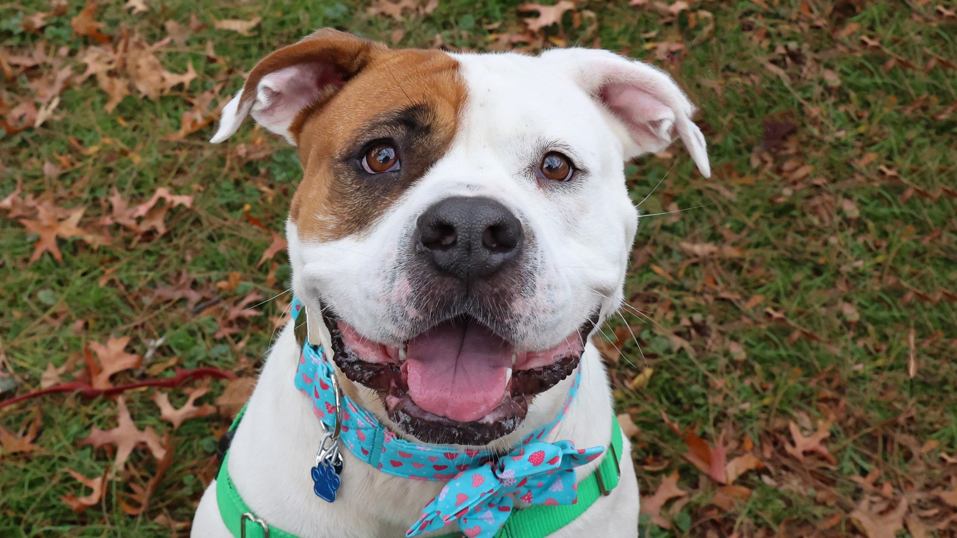 Old English Bulldogge, Bessie, up for adoption by Conn. Humane | fox61.com