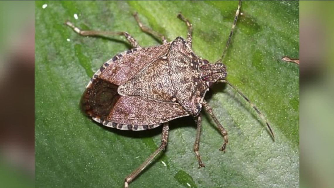 Connecticut residents see an uptick in stink bugs | fox61.com