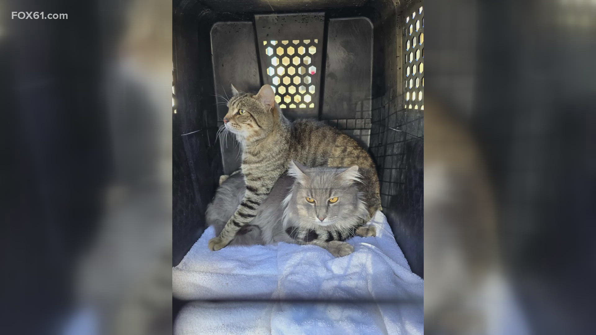 New law proposed after cats stuck inside condemned Windsor Locks hotel ...