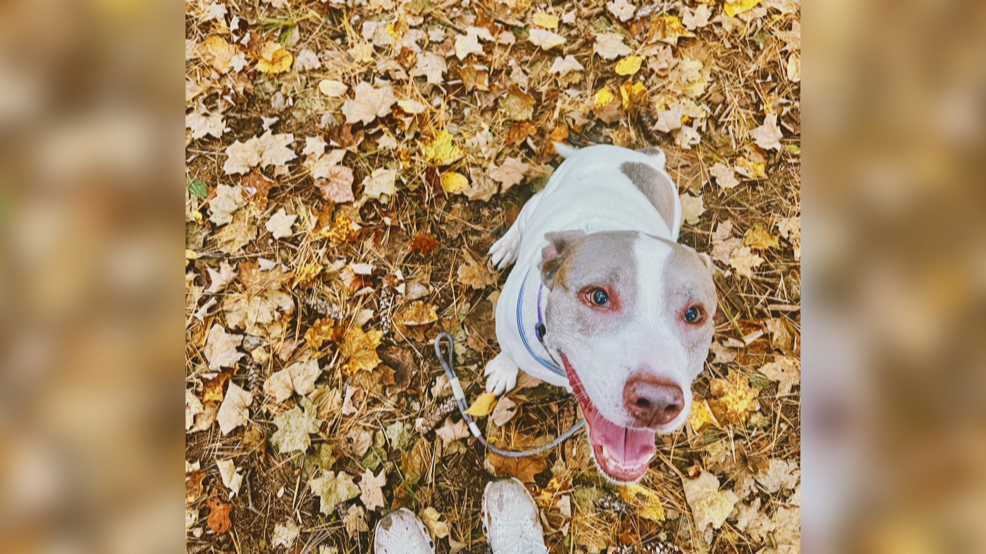 Bear attack in Connecticut leaves dog with torn neck | fox61.com