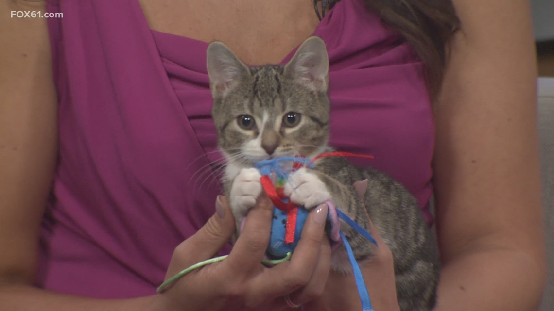 Pet on the Set: Courtney the cat | fox61.com