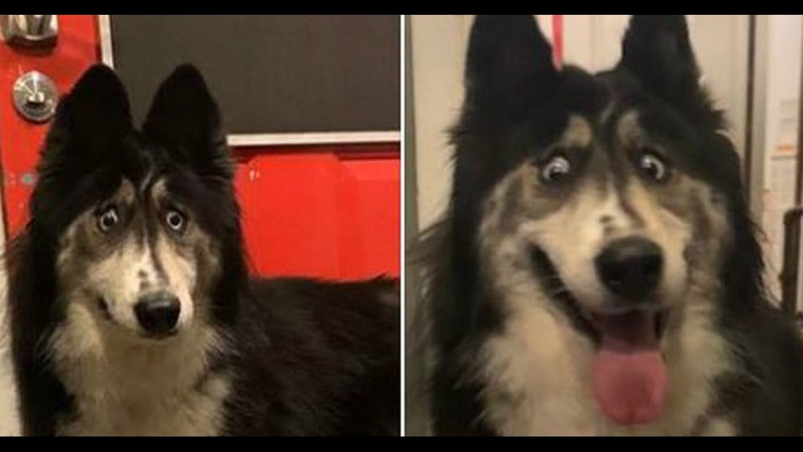 Abandoned husky with ‘weird’ eyes has been adopted after her photos ...